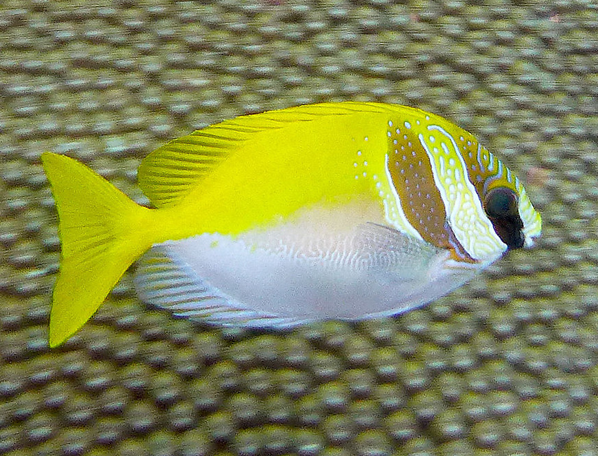 Siganus virgatus - Aquareef