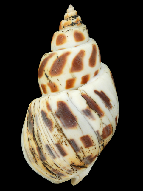 Babylonia formosae | Aquareef.sk