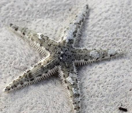 Archaster typicus | Aquareef.sk